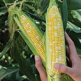 РАКЕЛЬ F1 / RAQUEL F1 - семена сахарной кукурузы от Clause | Доставка ...