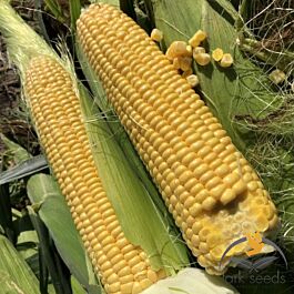 1801 F1 - насіння цукрової кукурудзи від Lark Seeds | Доставка поштою ...