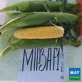МИРЗА F1 / MIRZA F1 - сахарная кукуруза от May Seeds | Доставка почтой ...