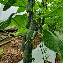 МАДЕЙРА F1 / MADEIRA F1 - семена огурца от Seminis | Доставка почтой по ...