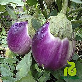 САБЕЛЛЕ F1 / SABELLE F1 - баклажан від Rijk Zwaan | Доставка поштою по ...