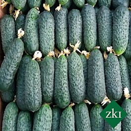 КАССІУС (ЗКІ 1507) F1 / CASSIUS (ZKI 1507) F1 - насіння огірка від ...